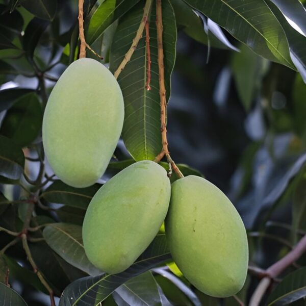 Manamangoes.com | Buy Farm Fresh Carbide-Free Mangoes Online